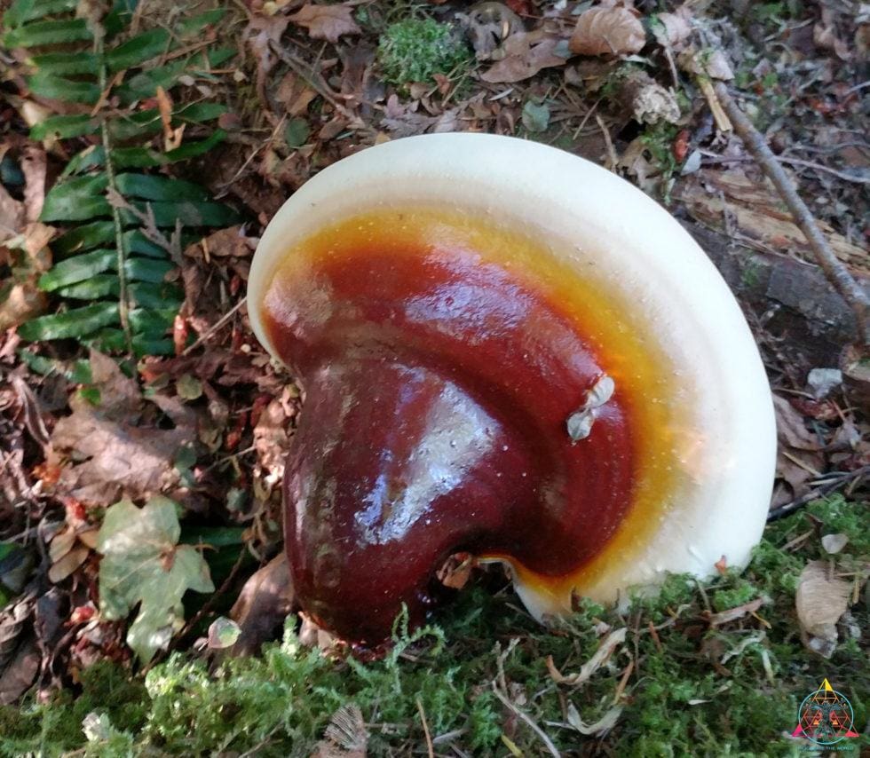 Spore Print vs. Spore Syringes vs. Liquid Cultures