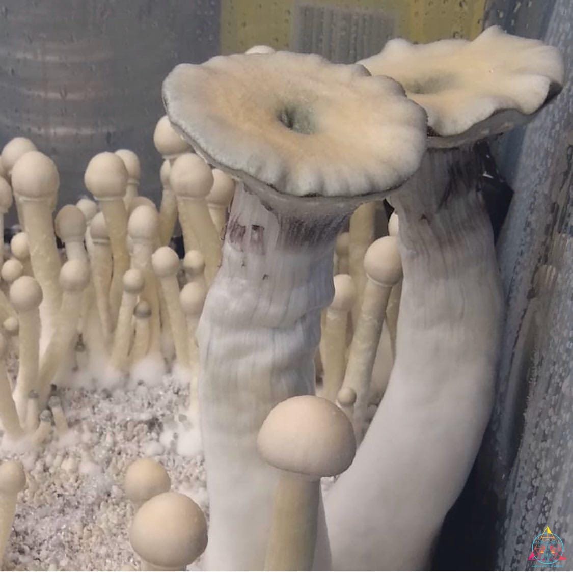 Leucistic Burma Spore Slide - Inoculate the World