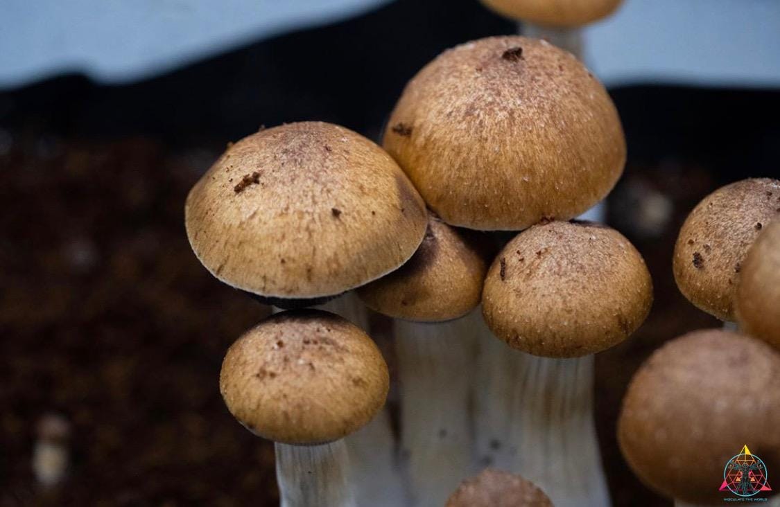 TEX PE6 Spore Print - Inoculate the World