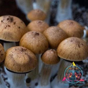 Wild Texas Cubensis Spore Print - Inoculate the World