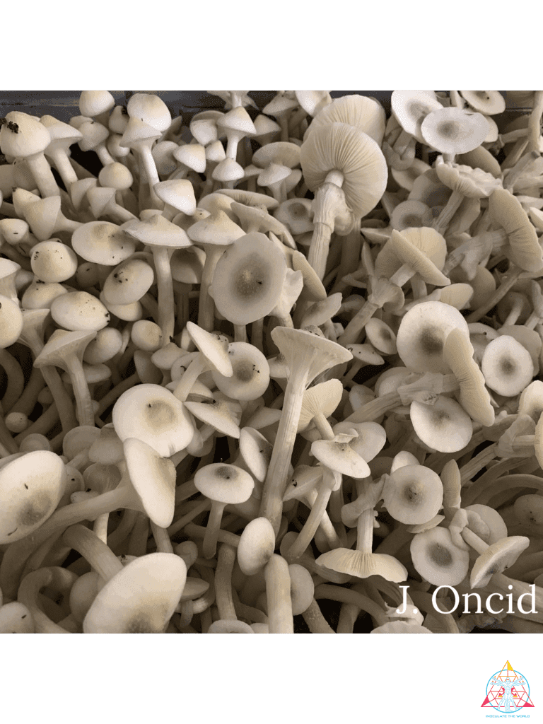 APE Revert Cubensis Spore Syringe | Inoculate the World