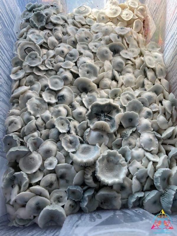 Albino Tex PE6 Isolated Syringe | Inoculate the World