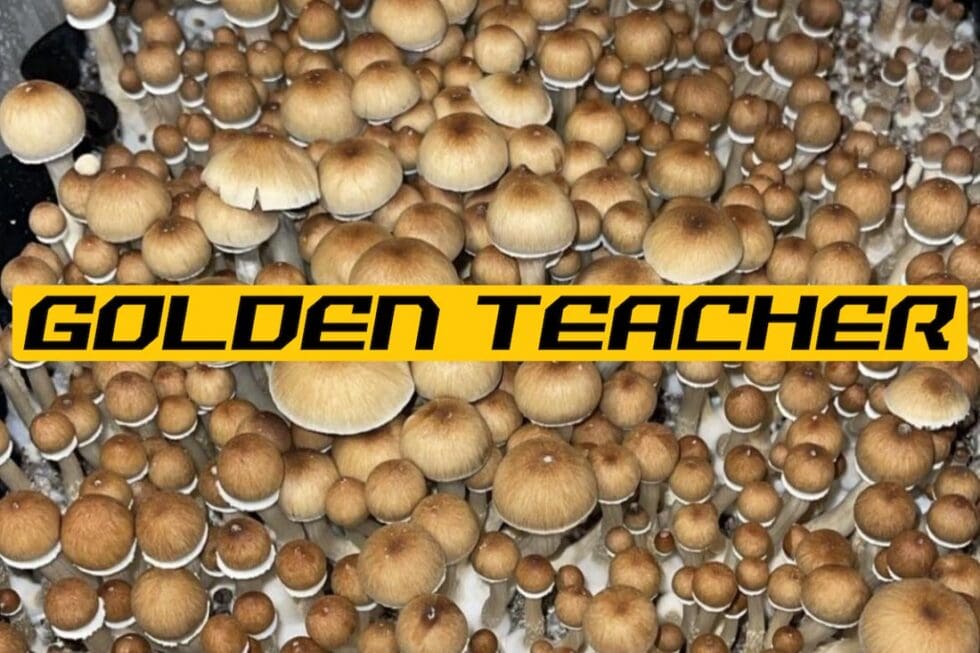 Why Is Golden Teacher The Most Popular Strain of Shrooms? | Inoculate ...
