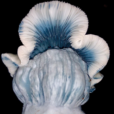 Why Is Golden Teacher The Most Popular Strain of Shrooms? | Inoculate ...