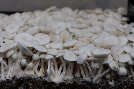 Why Is Golden Teacher The Most Popular Strain of Shrooms? | Inoculate ...