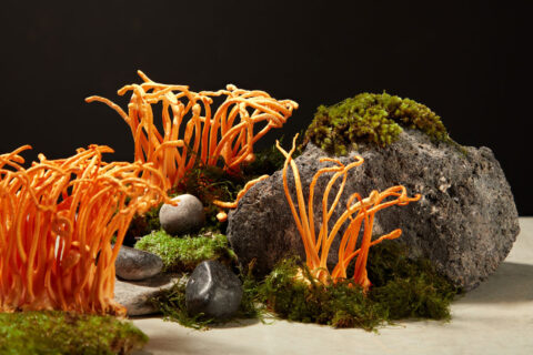 Cordyceps Mushroom Benefits: Everything You Need to Know | Inoculate ...