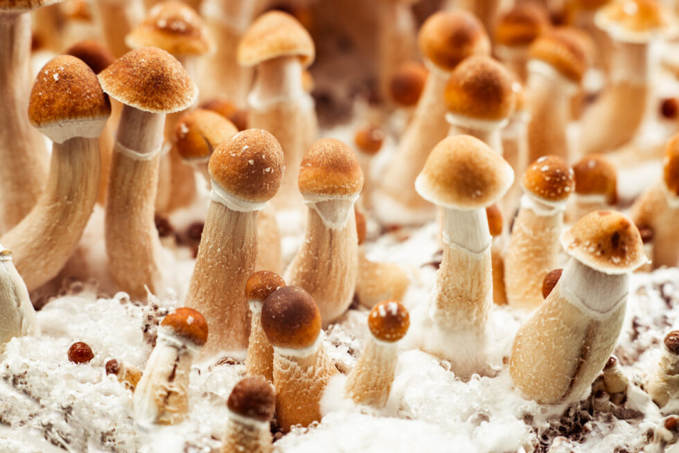 Psilocybin Mushrooms in History, Science, and Culture | Inoculate the World